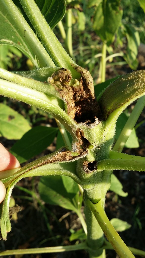 Red Spotted Weevil on Sunflowers | The Art & Science of Gardening