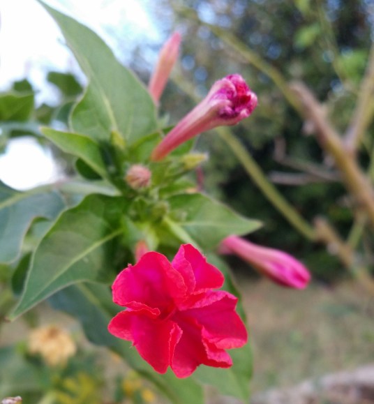 How to Collect and Store Seeds from 4 o’clocks | The Art & Science of ...