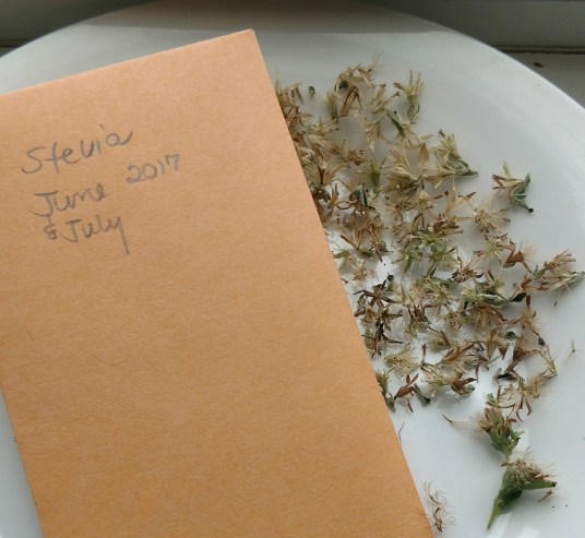 Collecting Seeds from the Herb, Stevia | The Art & Science of Gardening