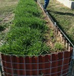 Using Elbon rye for Biological Control of Root Knot Nematodes; a ...